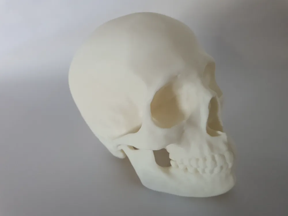 Natural Skull size - Free 3D Print Model - MakerWorld