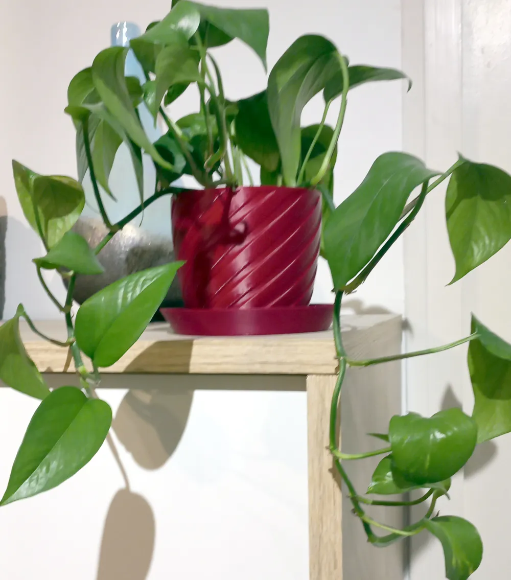 Plant Saucer Set - Free 3D Print Model - MakerWorld