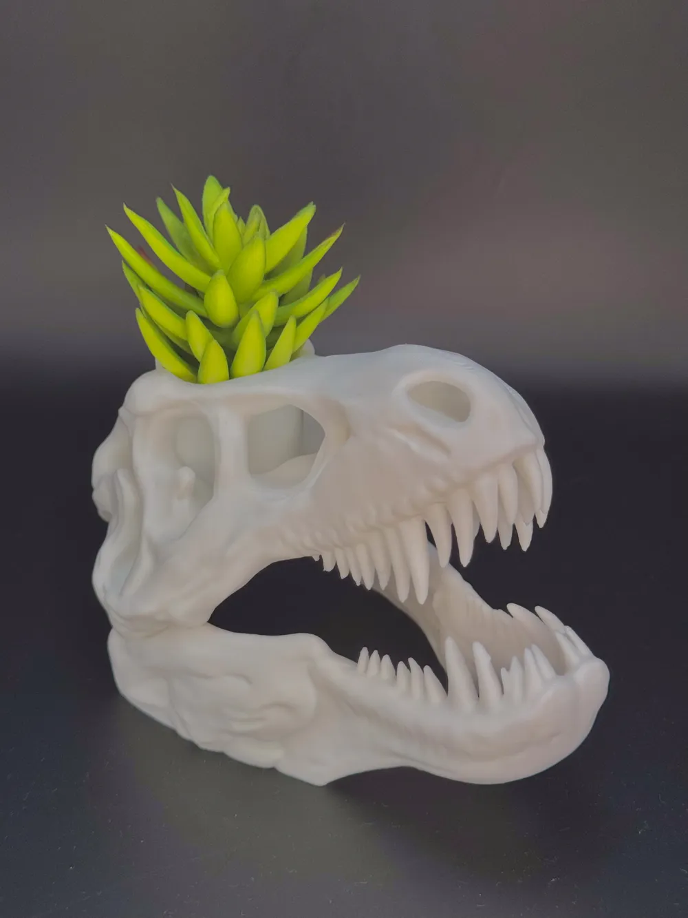 The T-Rex skeleton Planter / Pot by Tibka MakerWorld: Download Free 3D ...