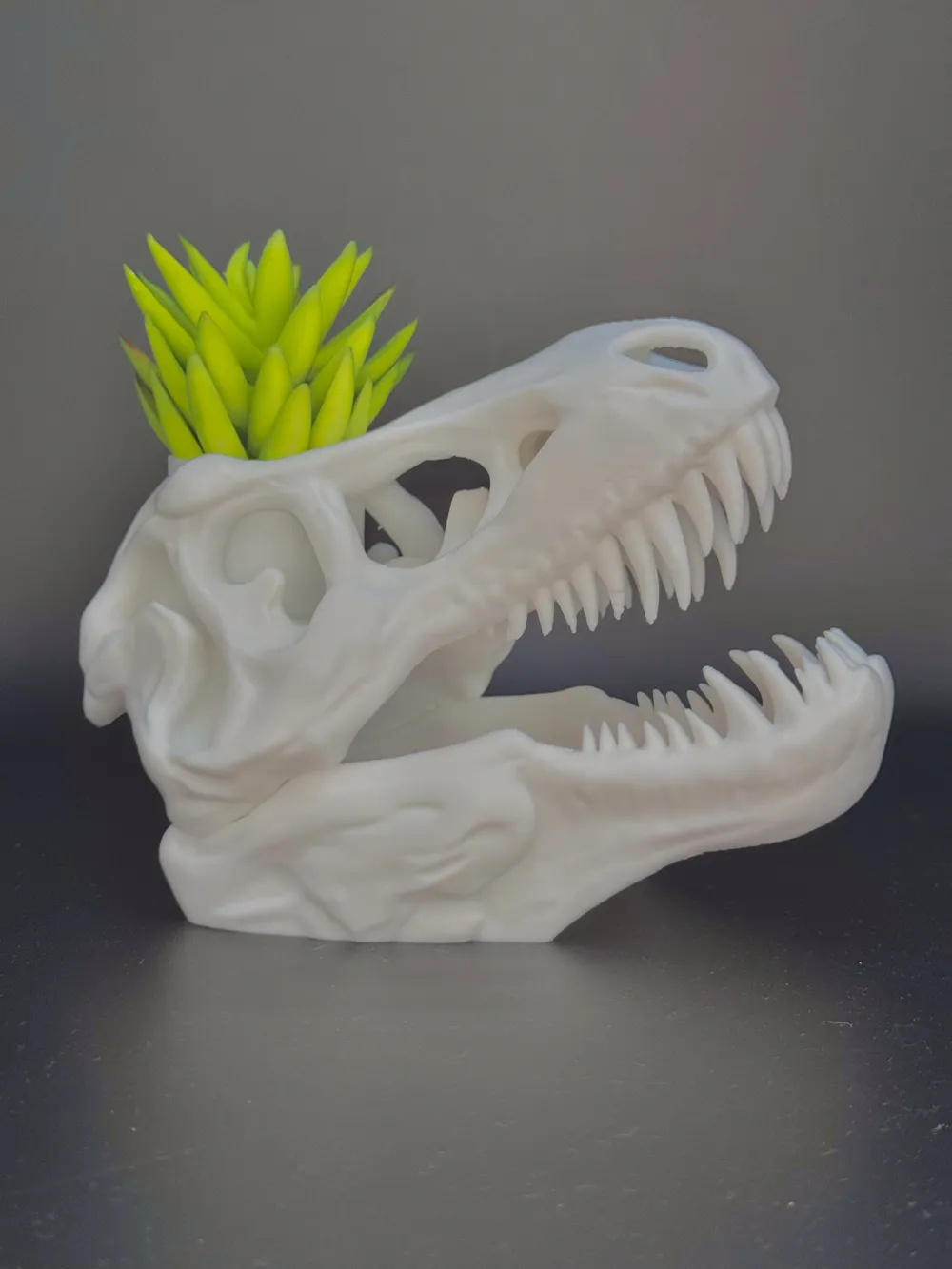 The T-Rex skeleton Planter / Pot by Tibka MakerWorld: Download Free 3D ...