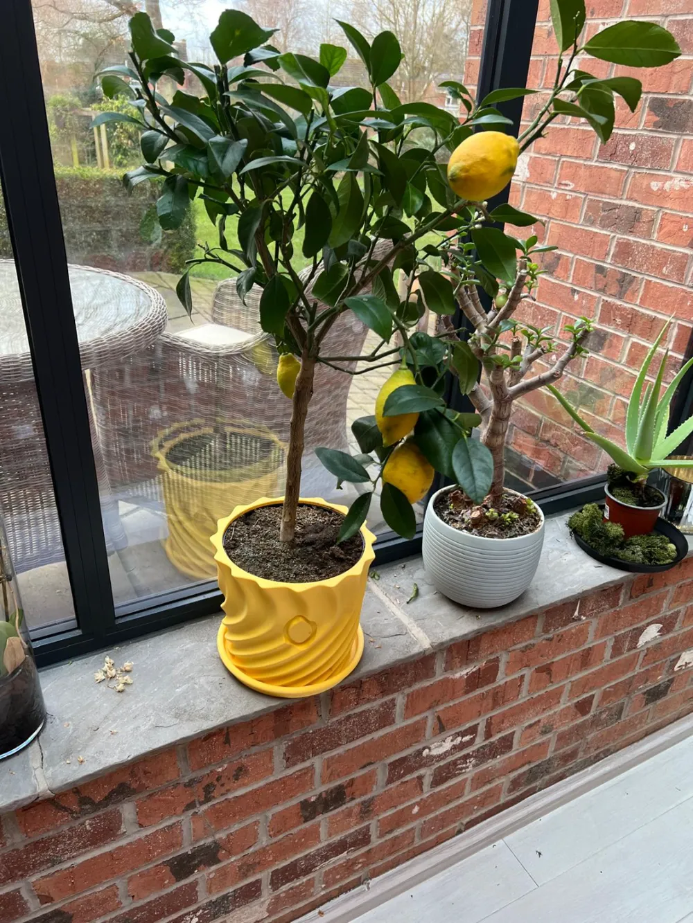 LEMON TREE POT by D#3D - MakerWorld