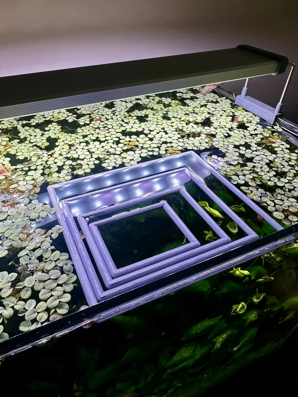 Floating Aquarium Plant & Feeding Rectangle by Baldun MakerWorld: Download Free 3D Models