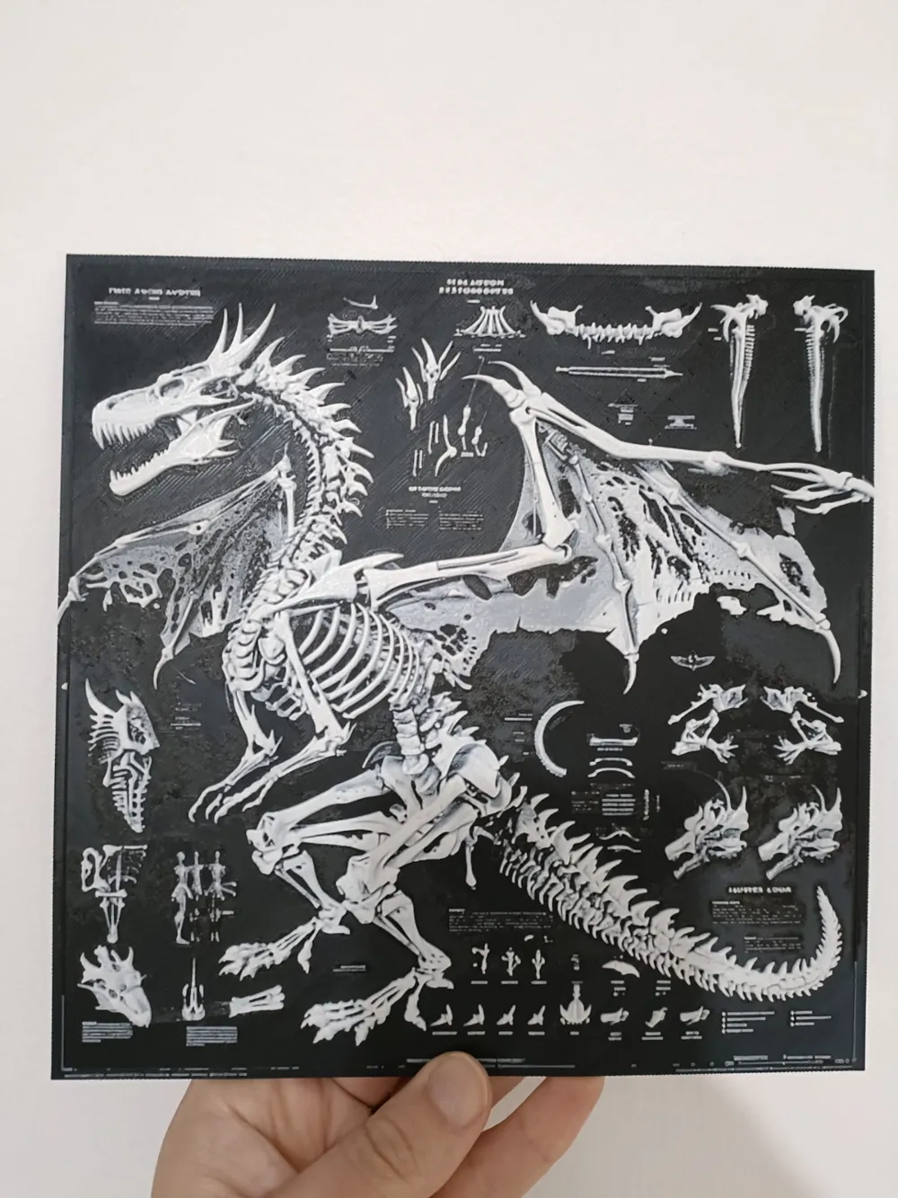 Dragon Anatomy Poster - B&W by sduppleganger - MakerWorld