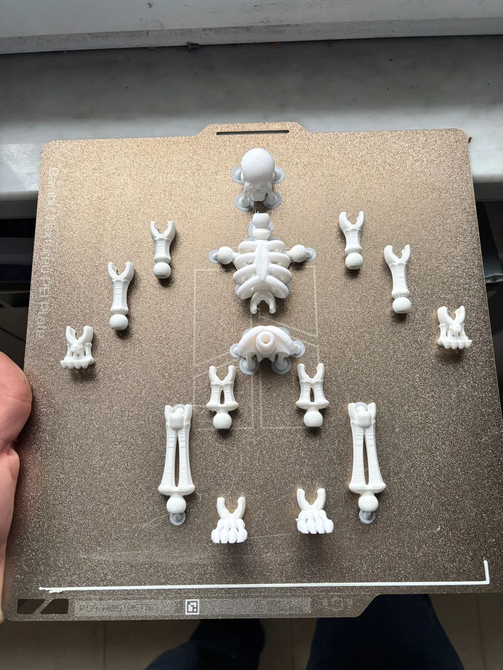 articulated skeleton with 15 points - Free 3D Print Model - MakerWorld