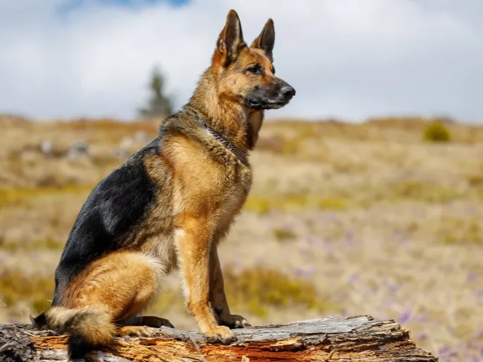German Shepherd by black.fexcMakerWorld: Download Free 3D Models
