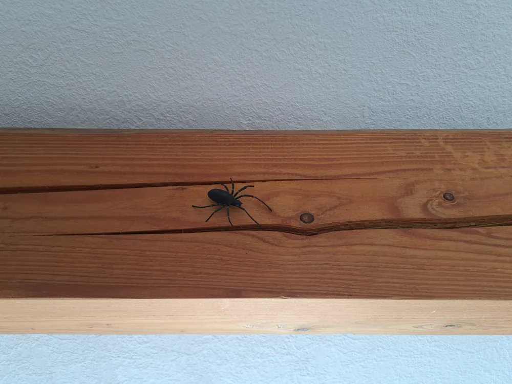 fake Spider by Drunken Monkey - MakerWorld