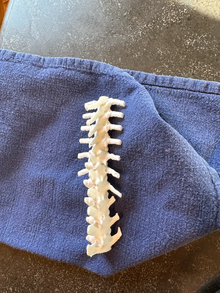 Dog spine - T12 vertebral body mass by vetneuro MakerWorld: Download ...