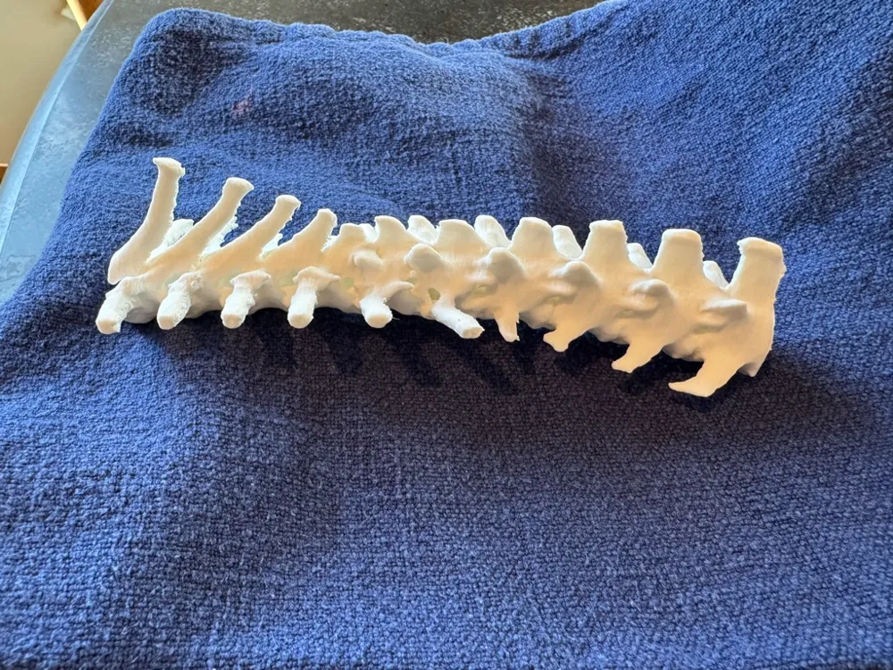 Dog spine - T12 vertebral body mass by vetneuro MakerWorld: Download ...