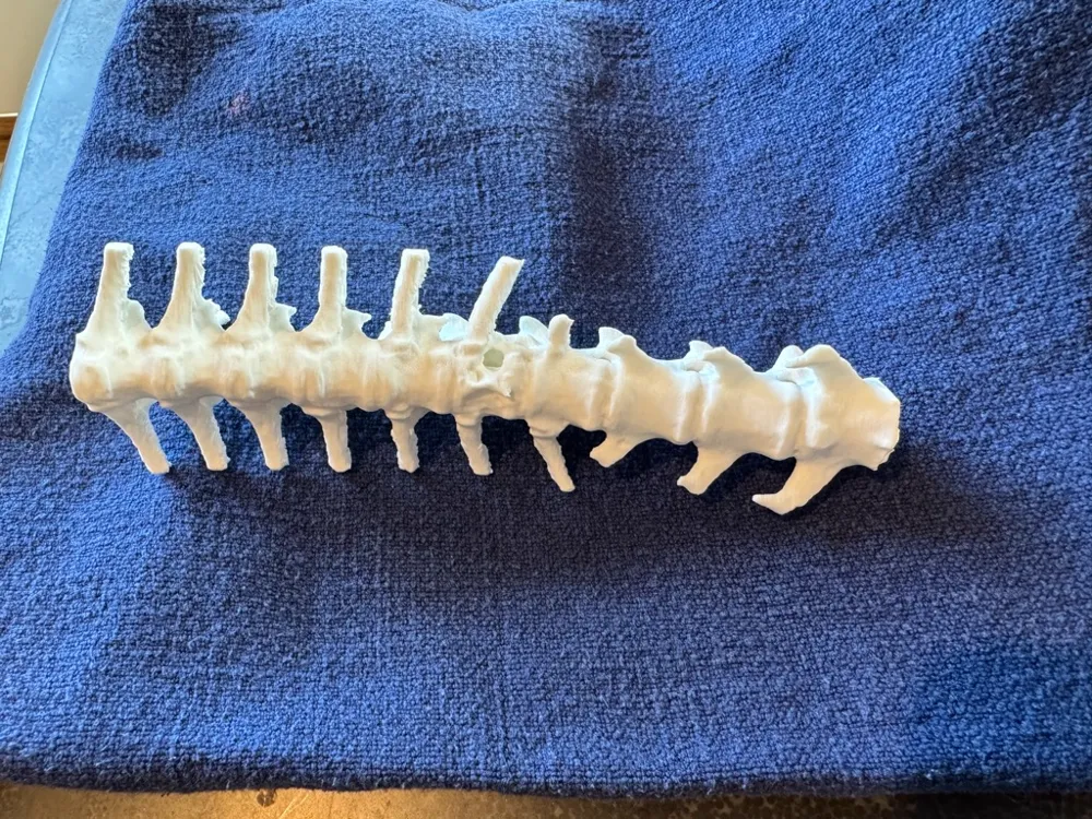 Dog spine - T12 vertebral body mass by vetneuro MakerWorld: Download ...