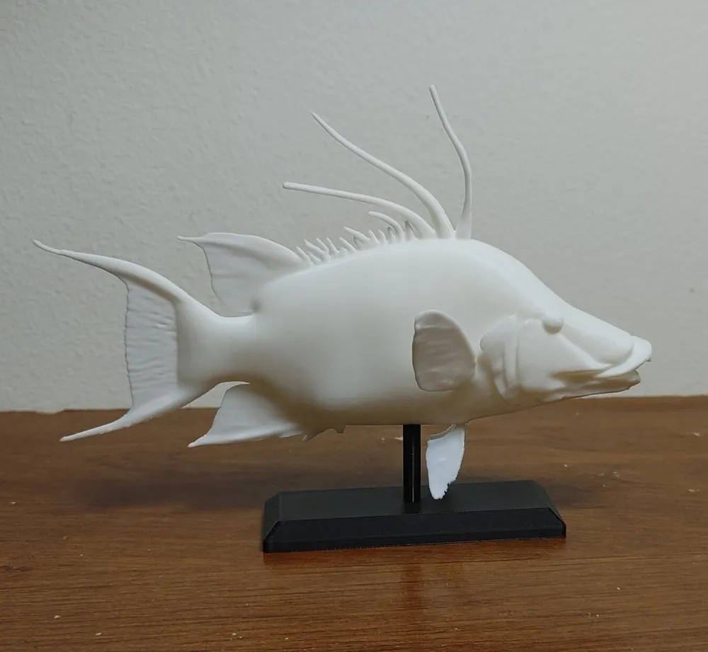 Hogfish Mount - Free 3D Print Model - MakerWorld