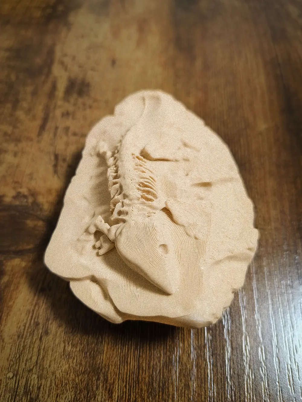 Seymouria Fossil Replica – Educational 3D Model - Free 3D Print Model ...