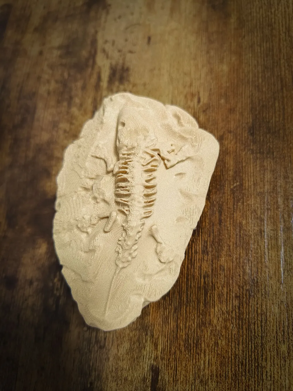 Seymouria Fossil Replica – Educational 3D Model - Free 3D Print Model ...