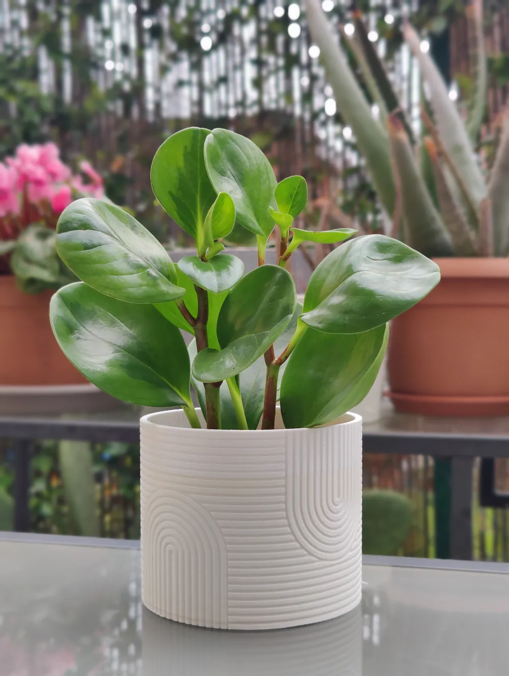 Modern Curved Pot - Planter – Minimalist Design by Nicola ...