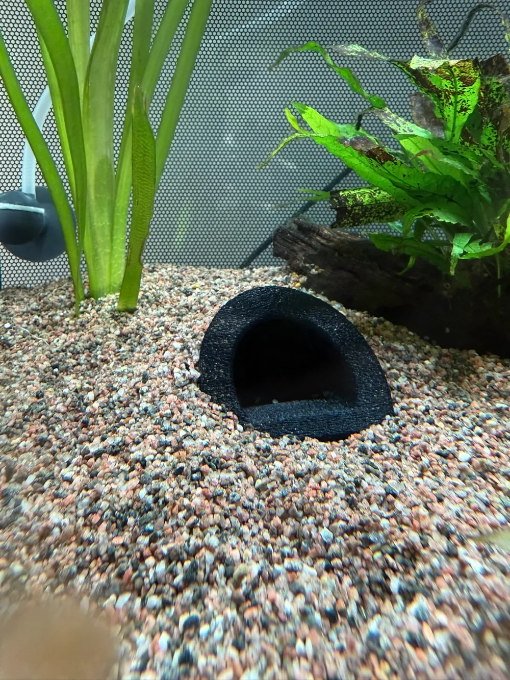 Pleco Cave – Buryable with Sand/stone Trap by HB Design - MakerWorld
