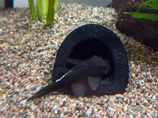 Pleco Cave – Buryable with Sand/stone Trap by HB Design - MakerWorld