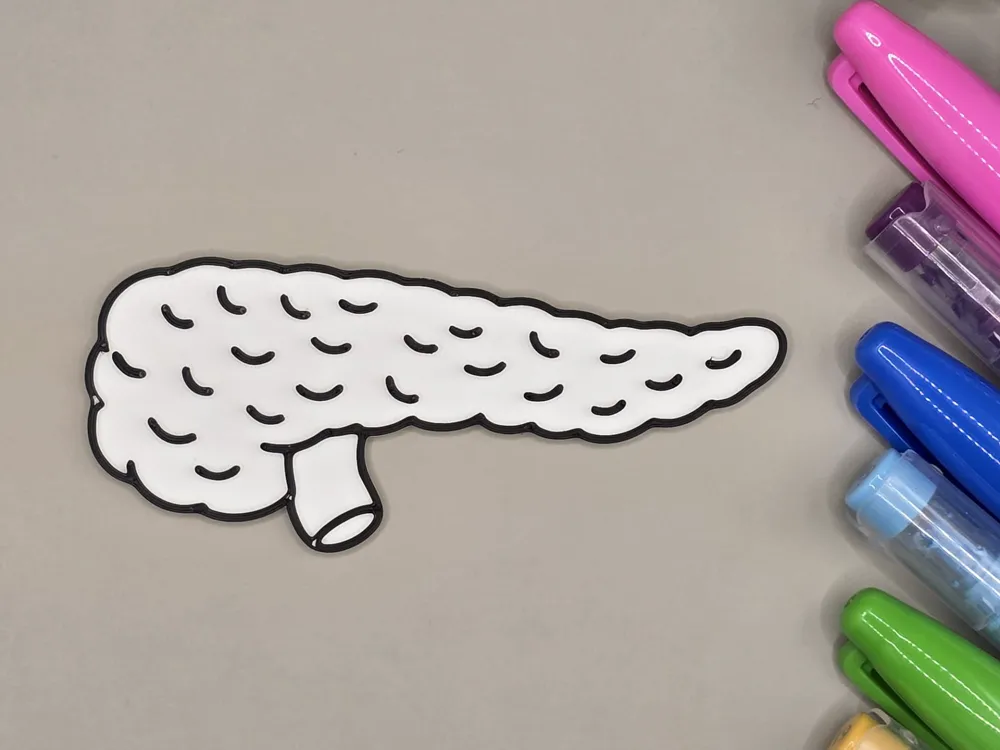 Pancreas Coloring Craft Panel Anatomy - Free 3D Print Model - MakerWorld