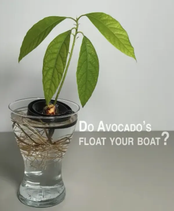 Avocado Float - grow Avocado from seed by FireDragon3D - MakerWorld