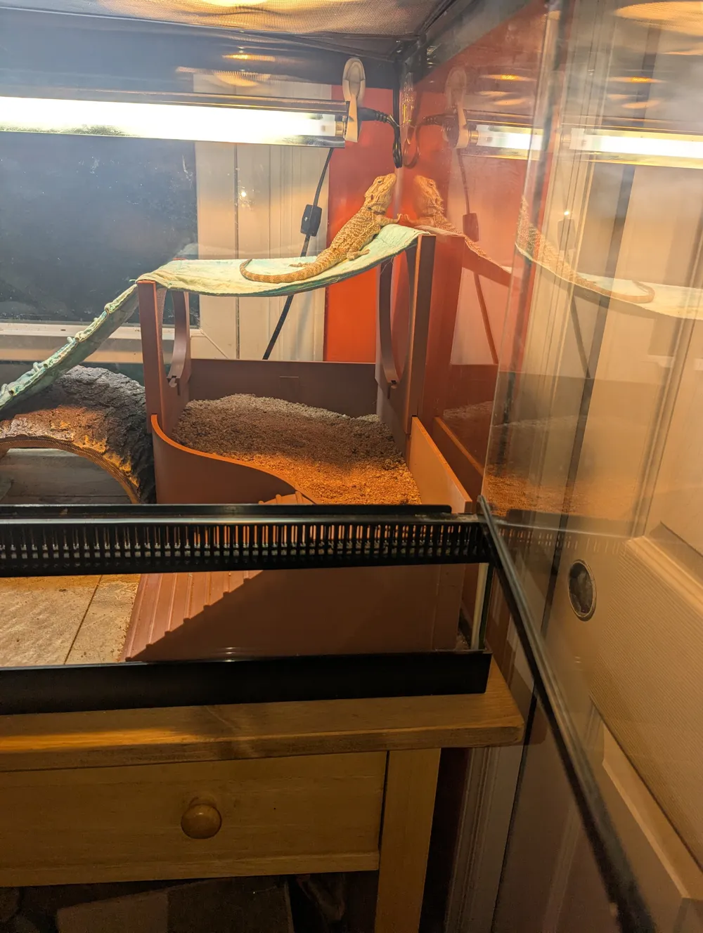 Bearded Dragon Dig Box with Optional Hammock Stand by Cliffrose ...