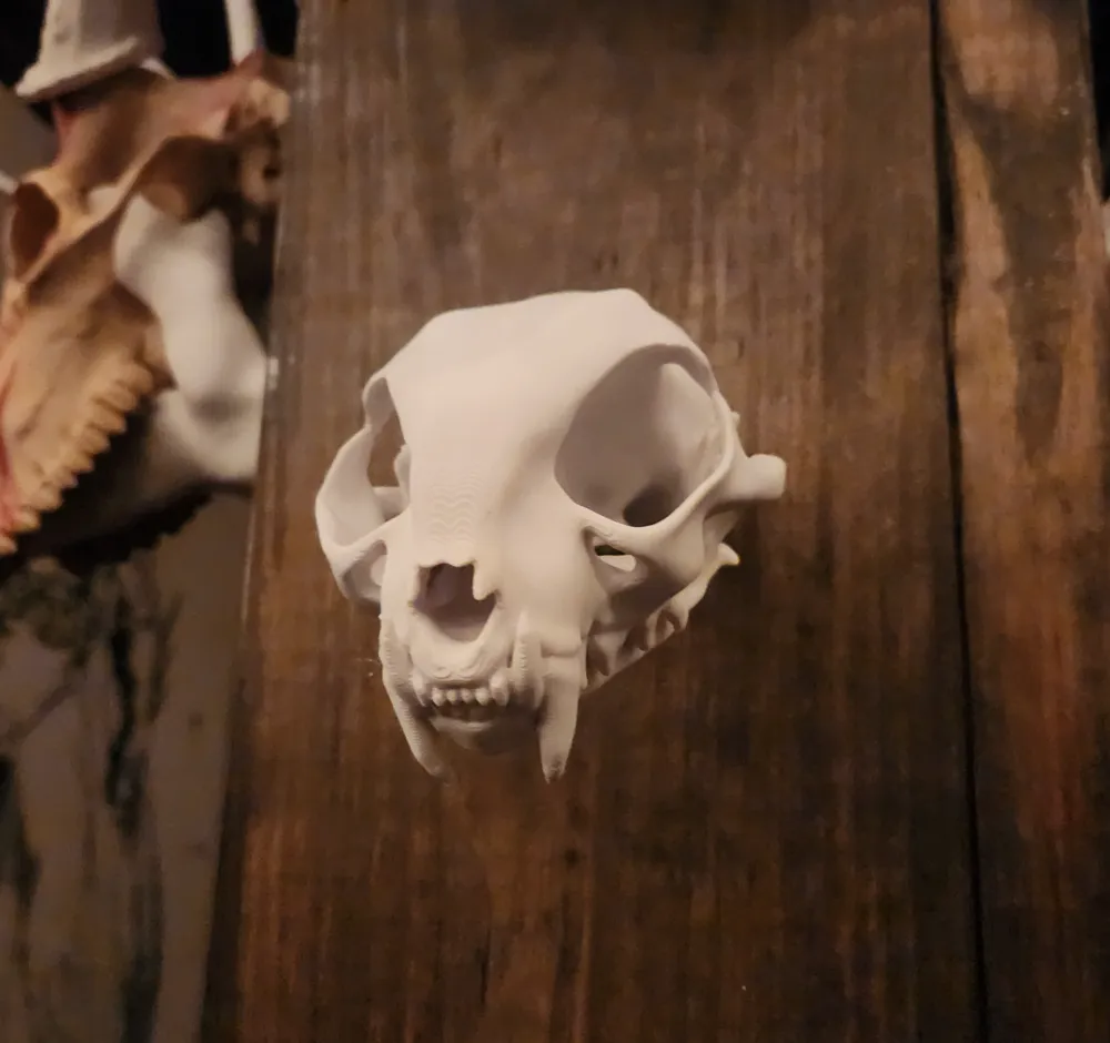 "Bobcat" Skull - Free 3D Print Model - MakerWorld