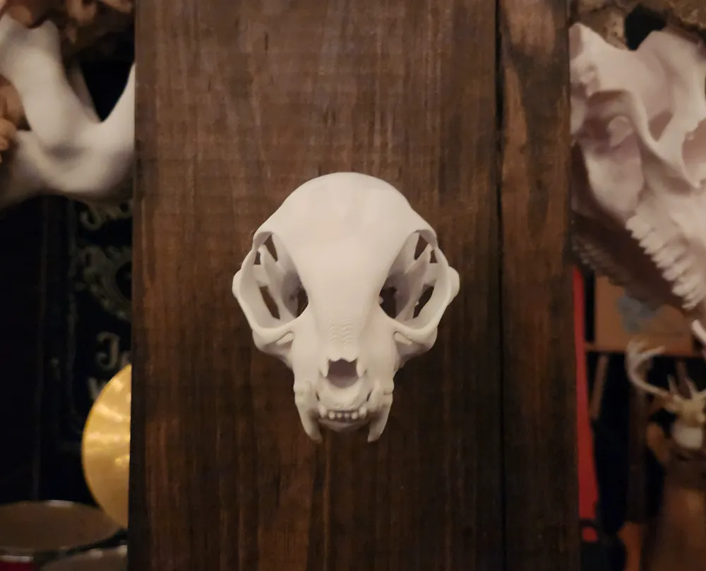 "Bobcat" Skull - Free 3D Print Model - MakerWorld