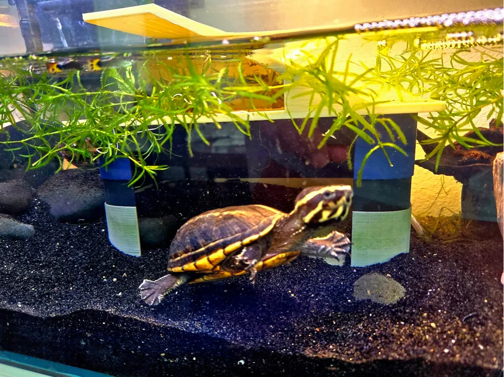 PokeDock XL - grown aquarium turtle (Pokemon) by xaudiblex - MakerWorld