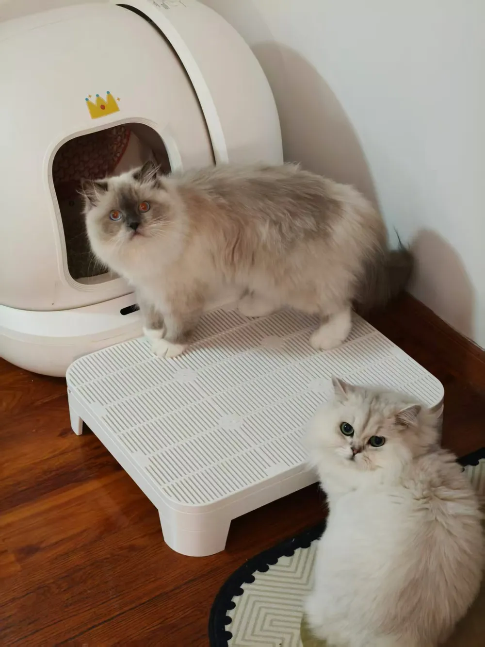 Modular Cat Litter Sifting Box (no supports compatible with A1 mini) by ...