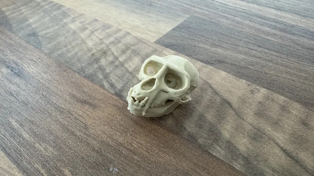 Vervet Monkey Skull (5-25 Grams) by Sven MakerWorld: Download Free 3D Models