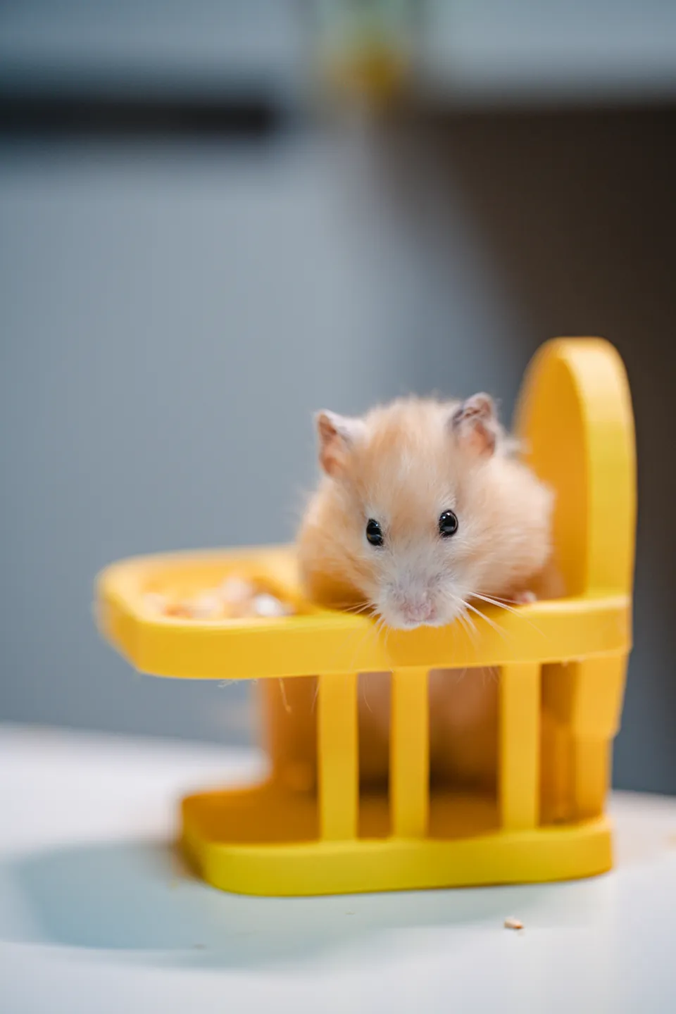 Hamster Baby Chair by AtamiSquare - MakerWorld