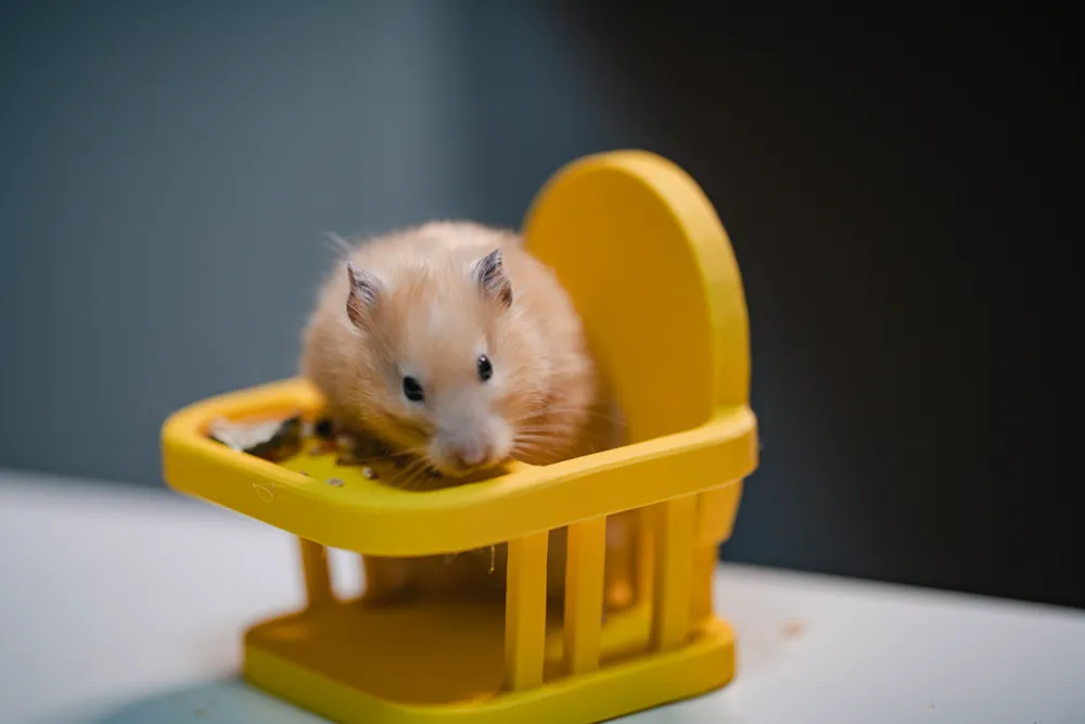 Hamster Baby Chair by AtamiSquare - MakerWorld