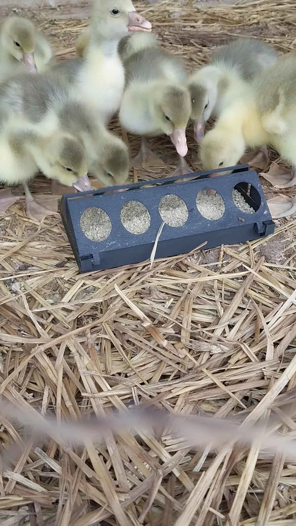 Chick Feeder - Free 3D Print Model - MakerWorld