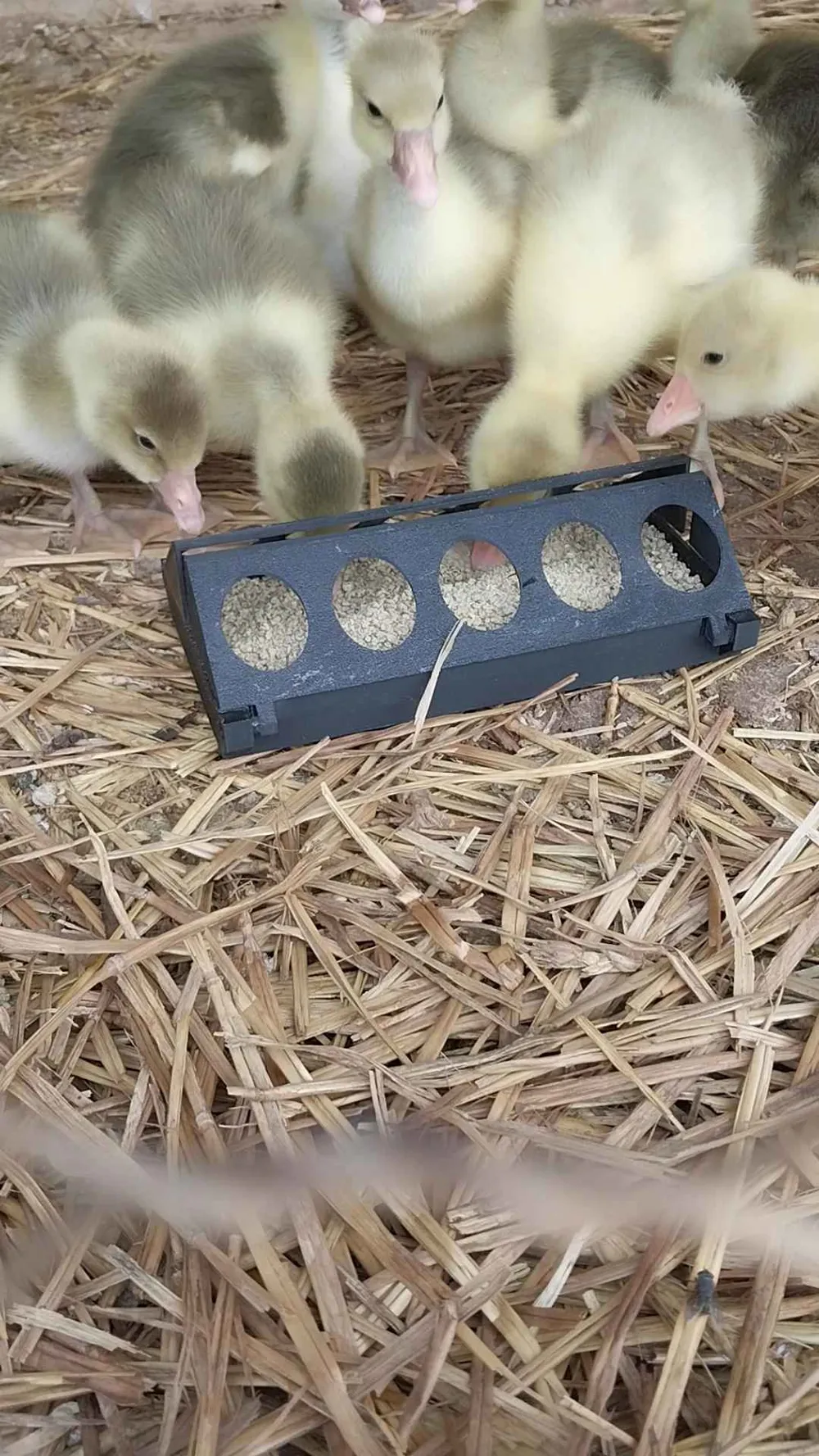 Chick Feeder - Free 3D Print Model - MakerWorld