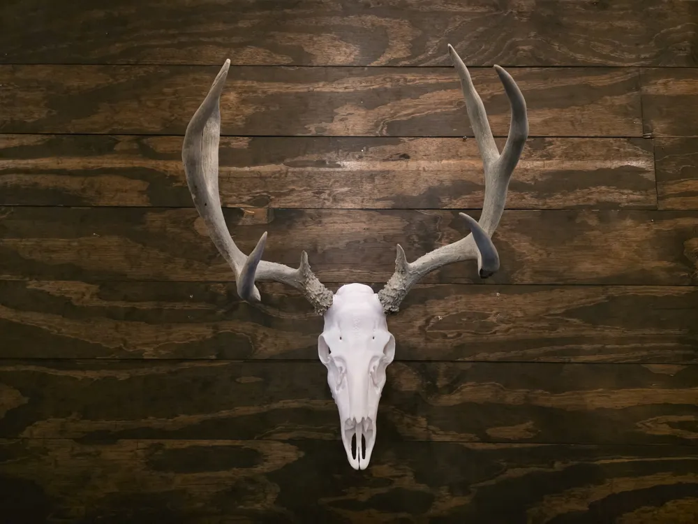 Mule Deer Skull - Real Antler Mount - Free 3D Print Model - MakerWorld