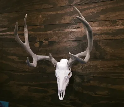 Mule Deer Skull - Real Antler Mount - Free 3D Print Model - MakerWorld