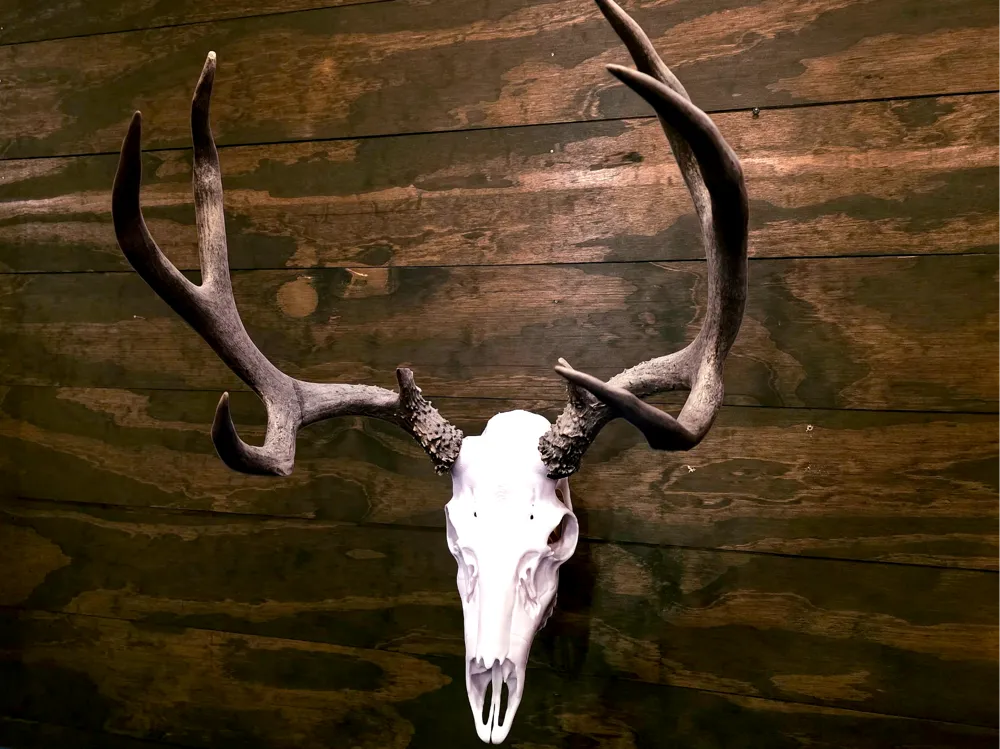 Mule Deer Skull - Real Antler Mount - Free 3D Print Model - MakerWorld