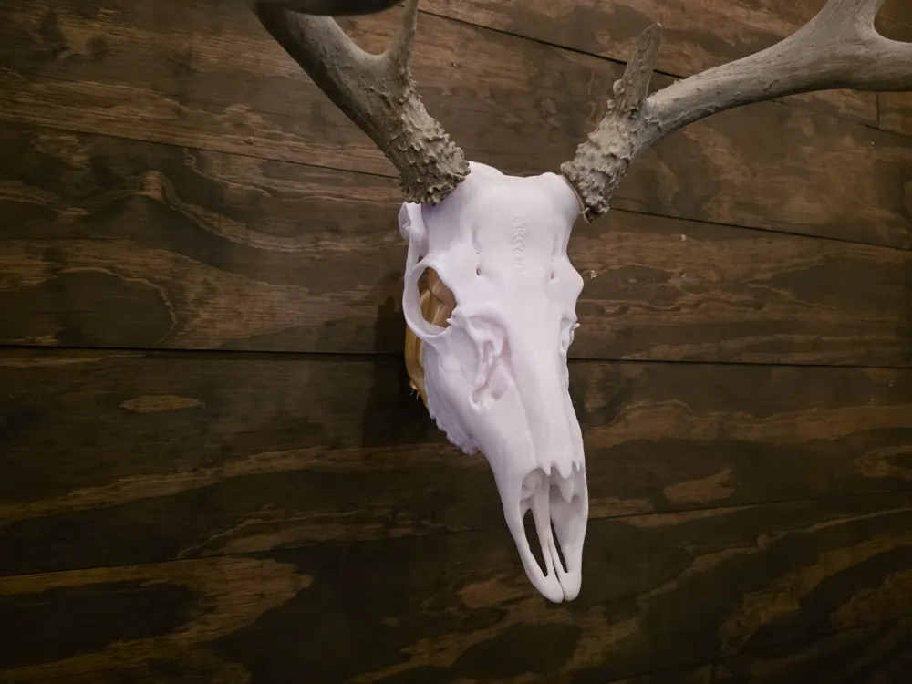Mule Deer Skull - Real Antler Mount - Free 3D Print Model - MakerWorld