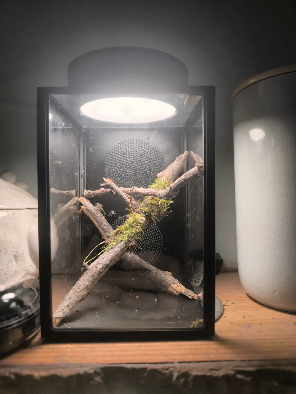 Terrarium for Jumping Spiders - Free 3D Print Model - MakerWorld