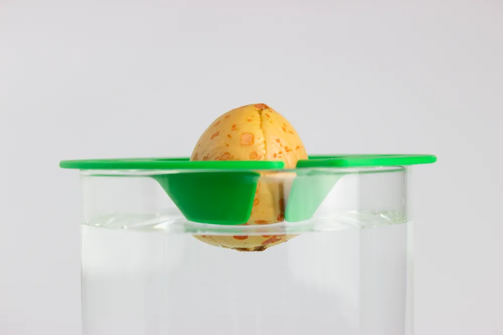 Avocado Seed Holder by pixel_to_plastic MakerWorld: Download Free 3D Models