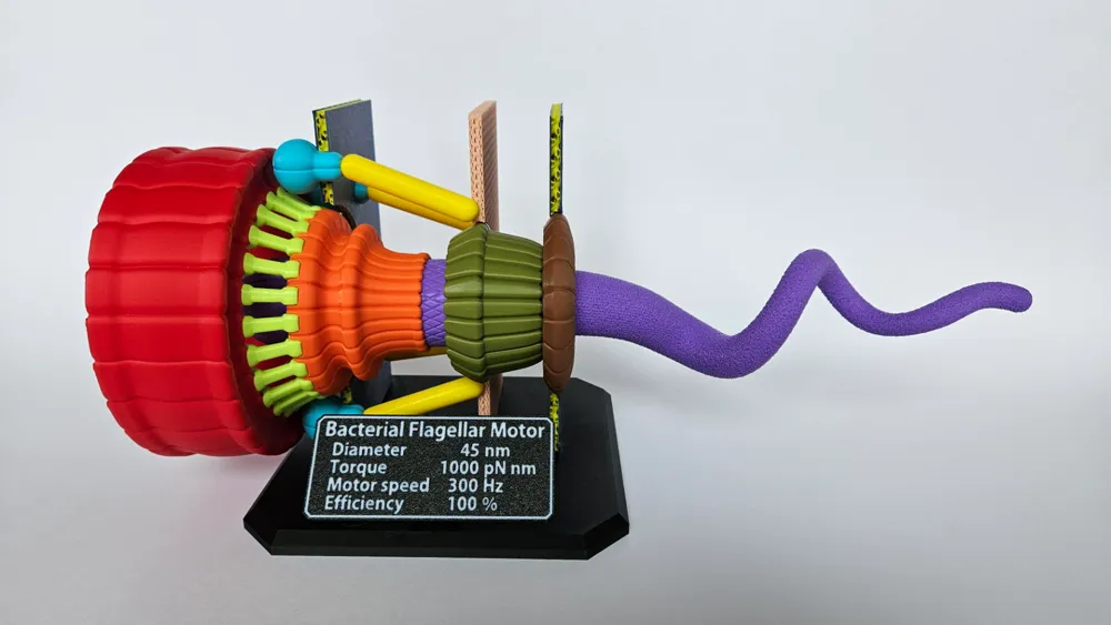 Bacterial Flagellar Motor/Engine by 3DMakeryDE MakerWorld: Download ...