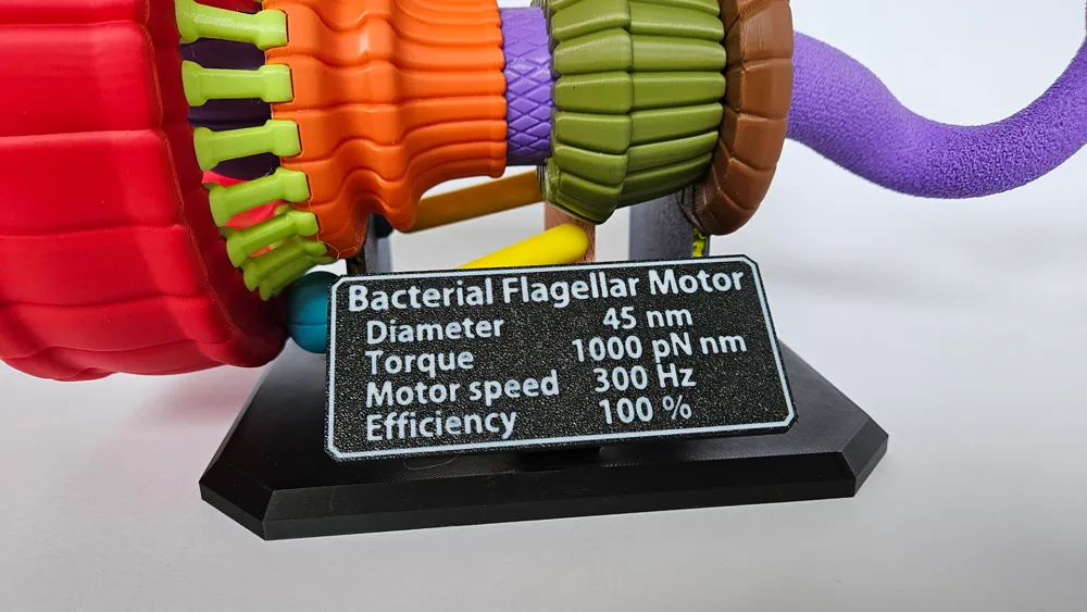 Bacterial Flagellar Motor/Engine by 3DMakeryDE - MakerWorld
