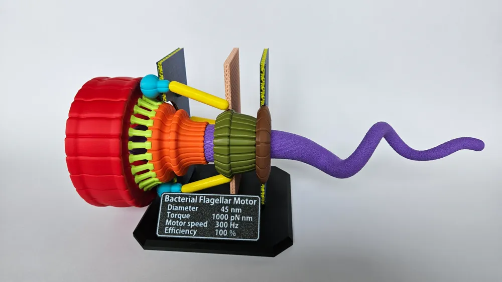 Bacterial Flagellar Motor/Engine by 3DMakeryDE - MakerWorld