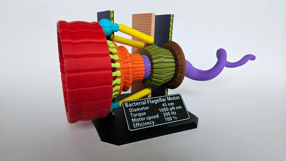 Bacterial Flagellar Motor/Engine by 3DMakeryDE MakerWorld: Download ...