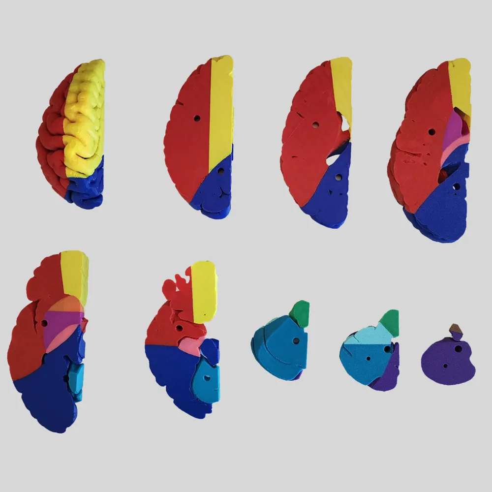 Cerebral Vascular Territories Model by DanMan - MakerWorld