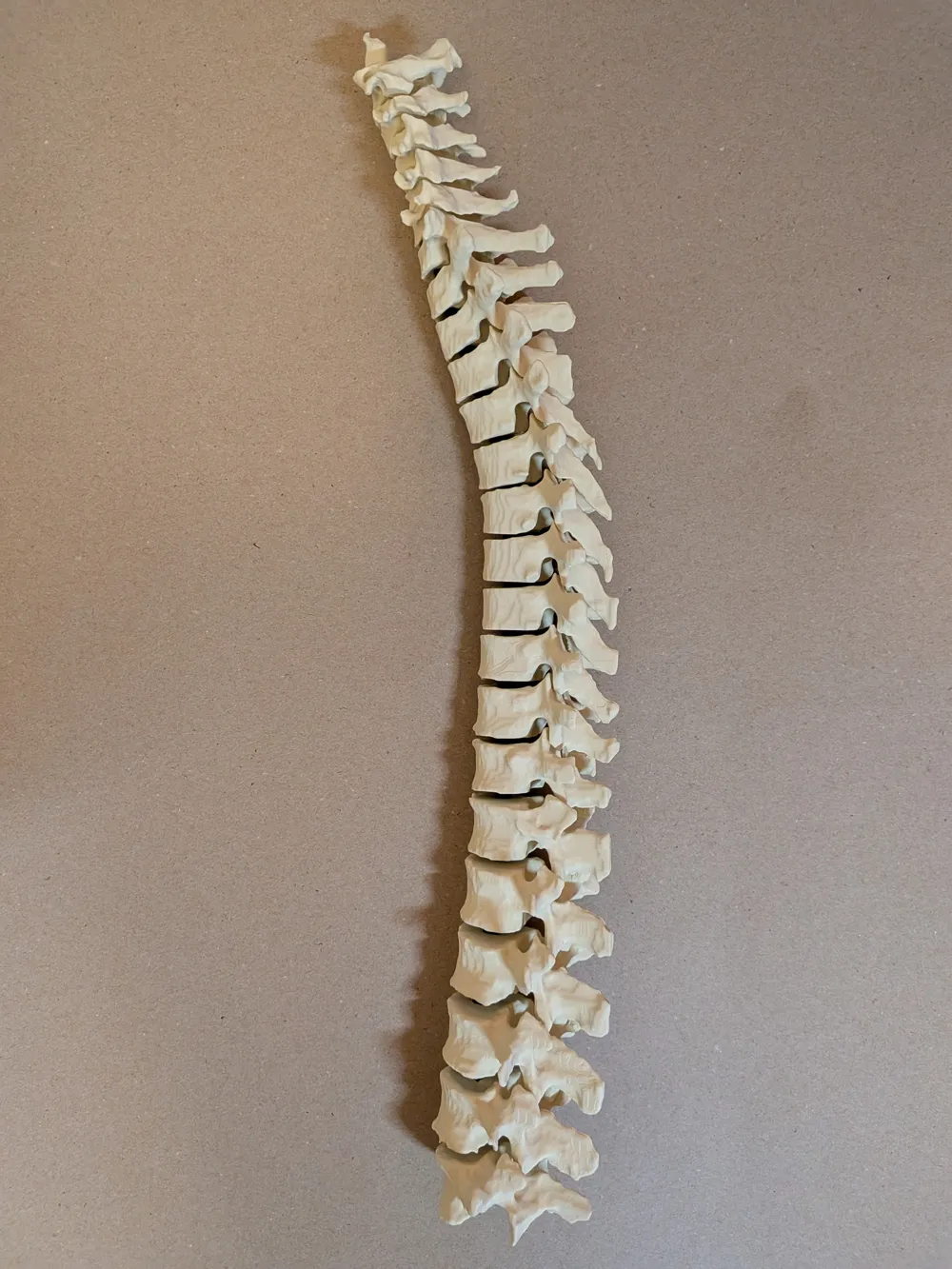Fully Articulating Human Spine - Free 3D Print Model - MakerWorld