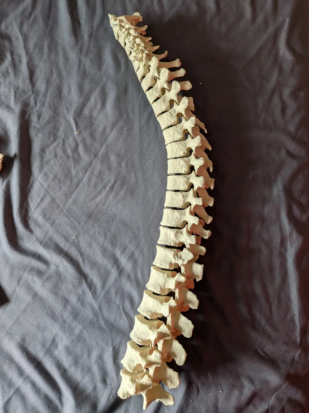 Fully Articulating Human Spine - Free 3D Print Model - MakerWorld