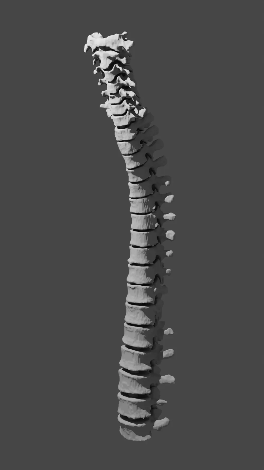 Fully Articulating Human Spine - Free 3D Print Model - MakerWorld