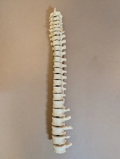 Fully Articulating Human Spine - Free 3D Print Model - MakerWorld