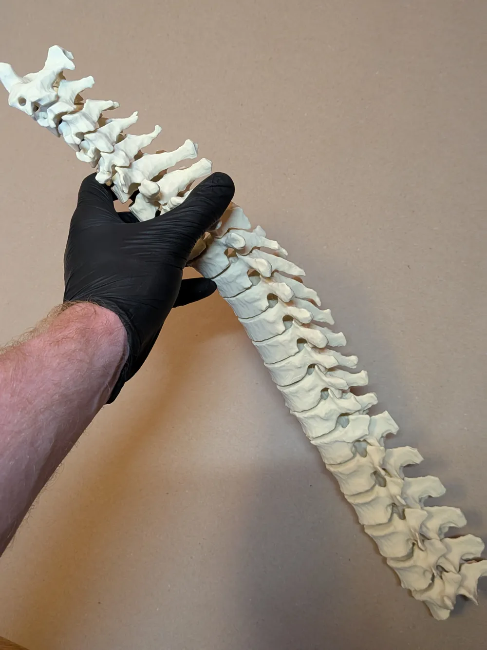 Fully Articulating Human Spine - Free 3D Print Model - MakerWorld