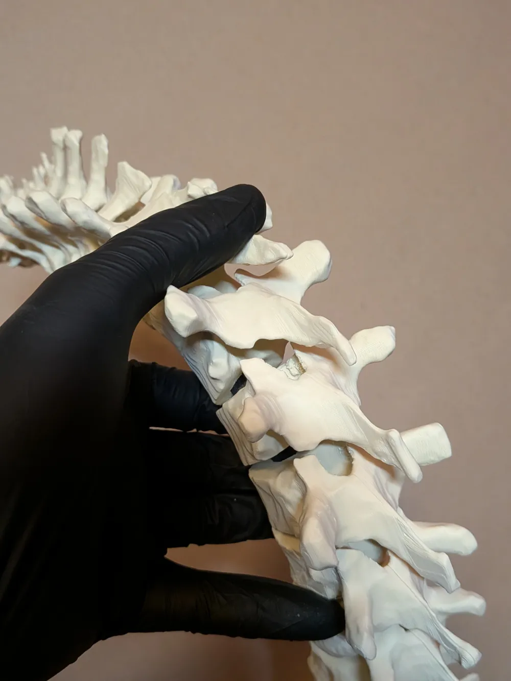 Fully Articulating Human Spine - Free 3D Print Model - MakerWorld