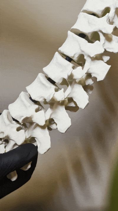 Fully Articulating Human Spine - Free 3D Print Model - MakerWorld