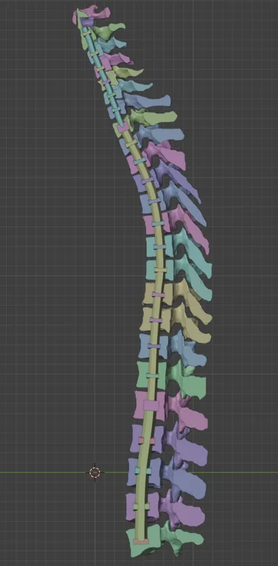 Fully Articulating Human Spine - Free 3D Print Model - MakerWorld